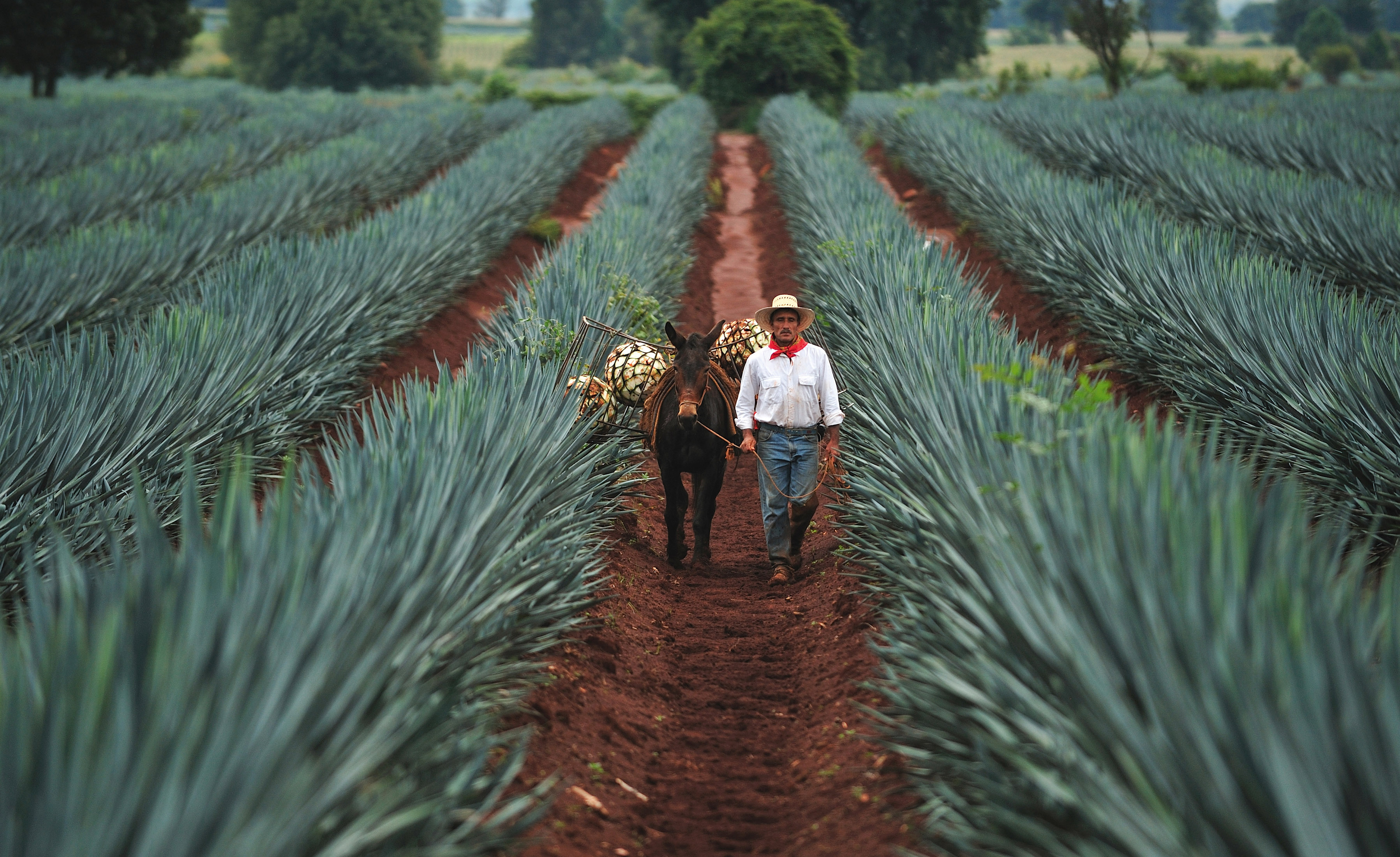 El tequila | Ecos Online